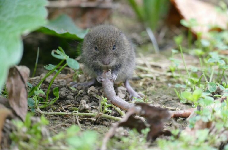 Die besten Pflanzen gegen Wühlmäuse - Dr. Garten